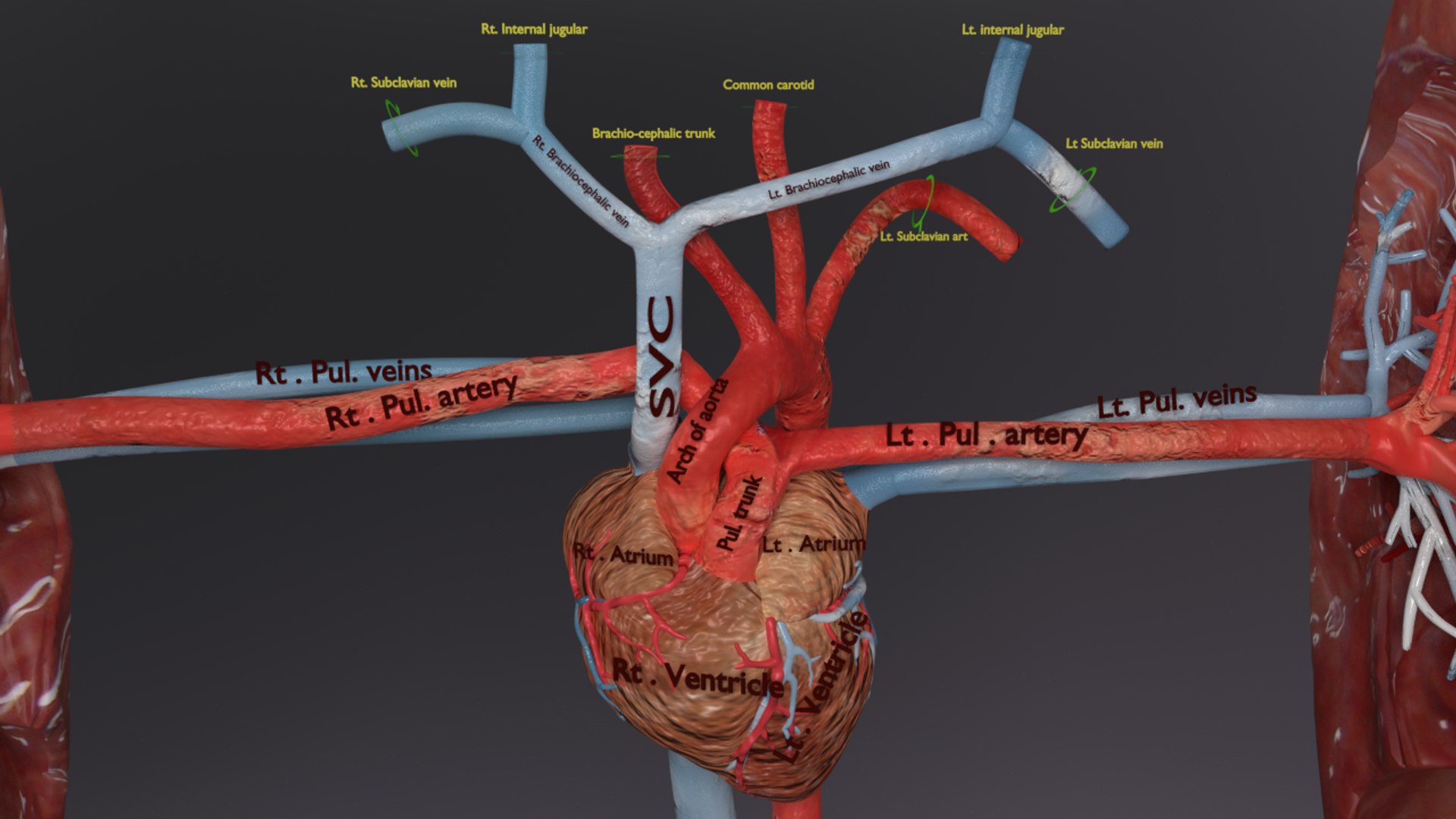 3D flow blood heart lung - TurboSquid 1348810