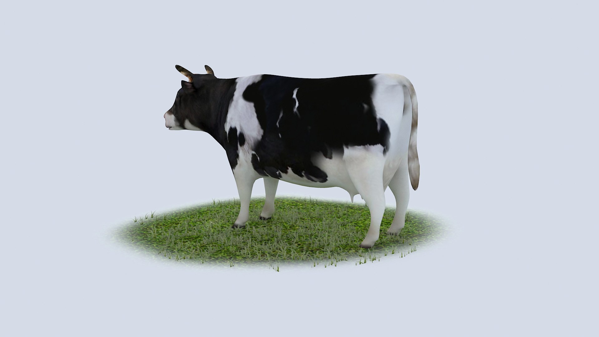 3D Dairy Cow Holstein Friesian Black White Cattle Domesticated ...