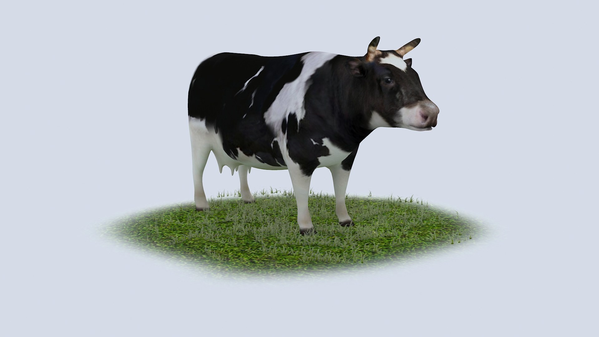 3D Dairy Cow Holstein Friesian Black White Cattle Domesticated ...