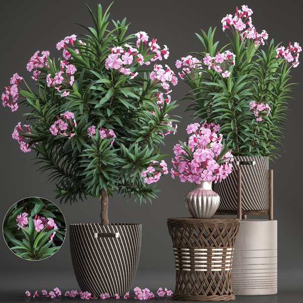 nerium oleander max