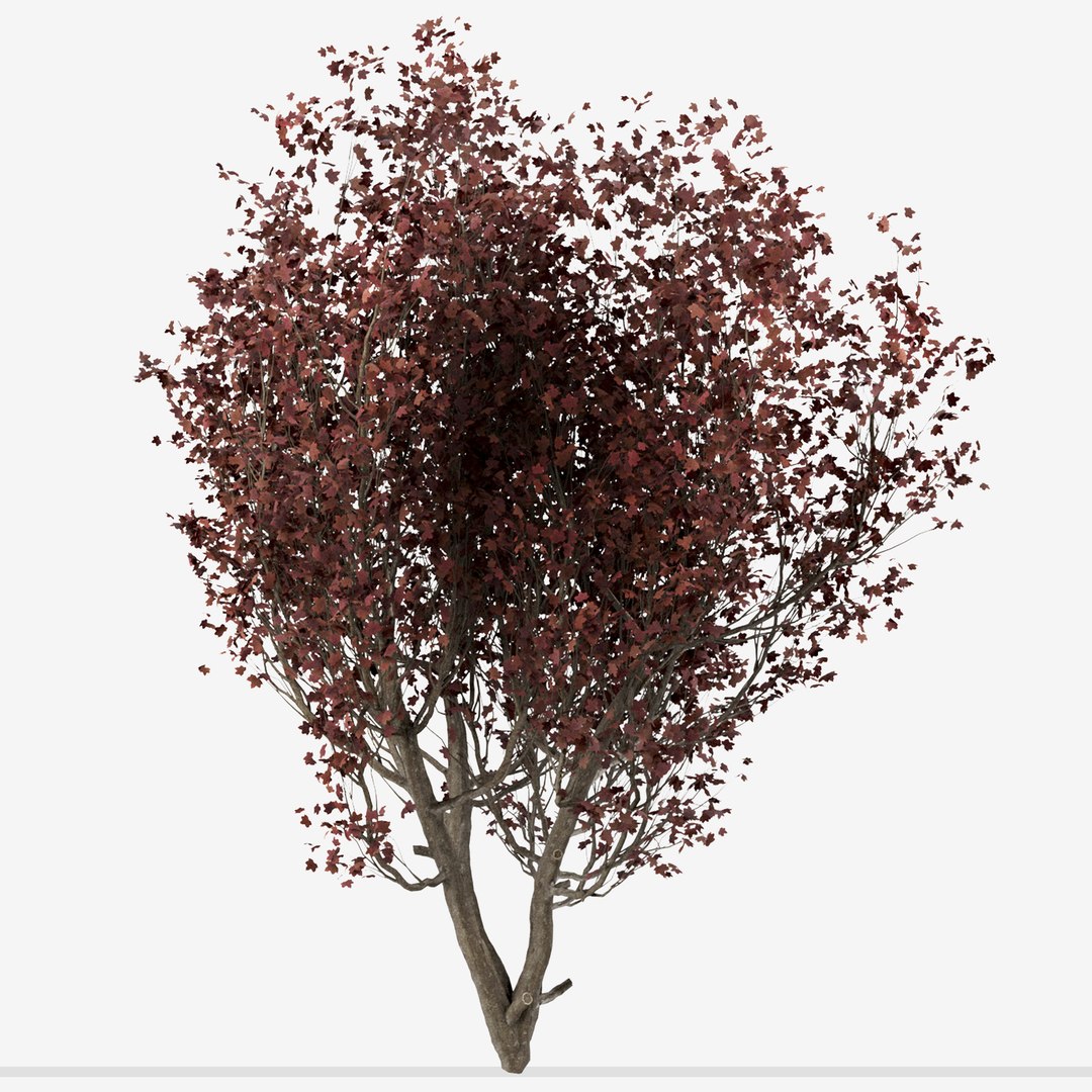 3D Set Of Red Maple -Chinese Magnolia And Persian Silk Trees Model ...