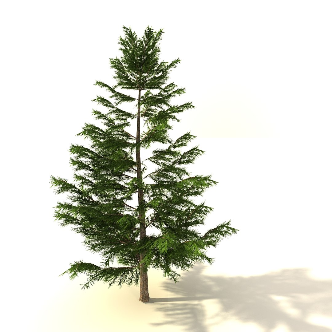 Max Set Pine Trees Polygonal