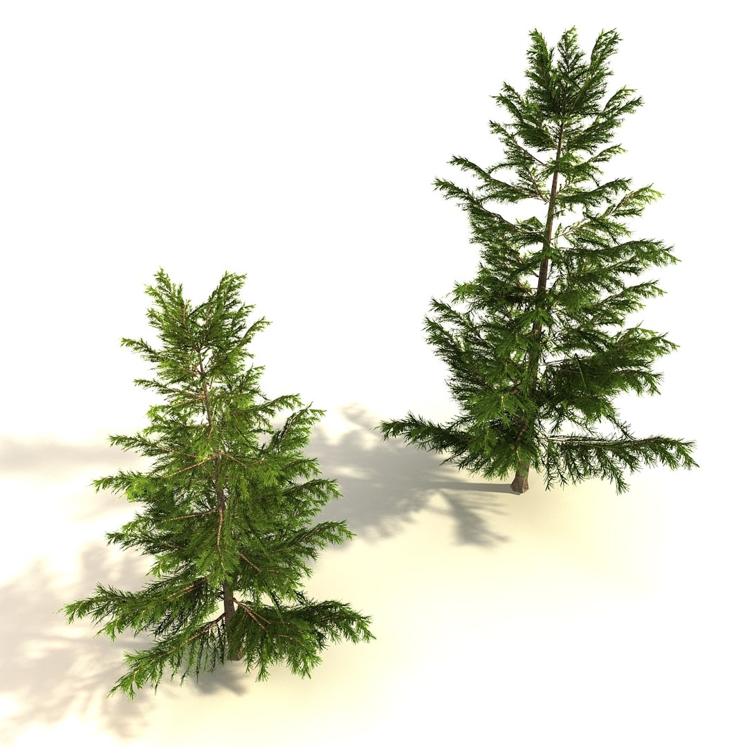 Max Set Pine Trees Polygonal