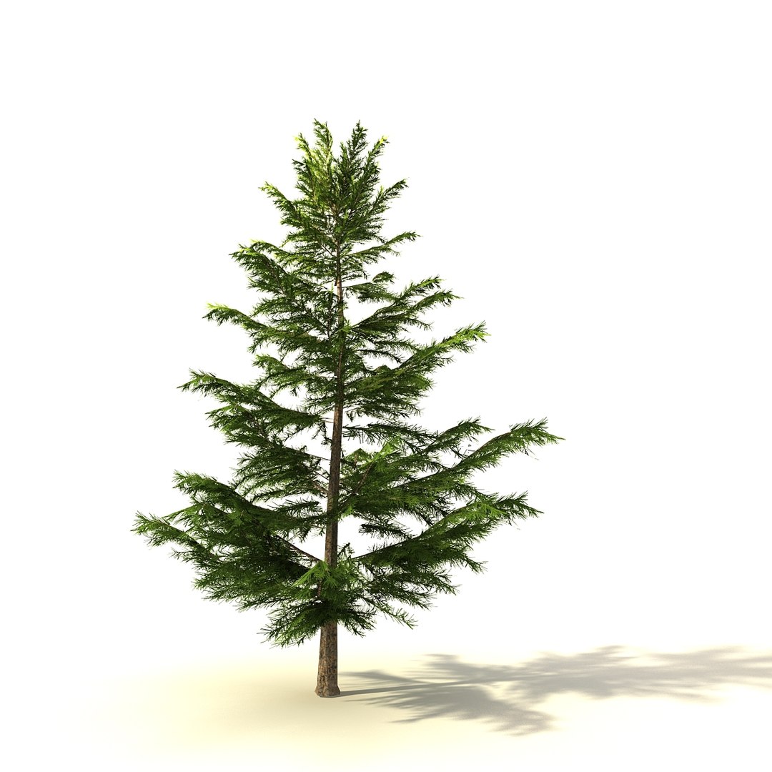 Max Set Pine Trees Polygonal