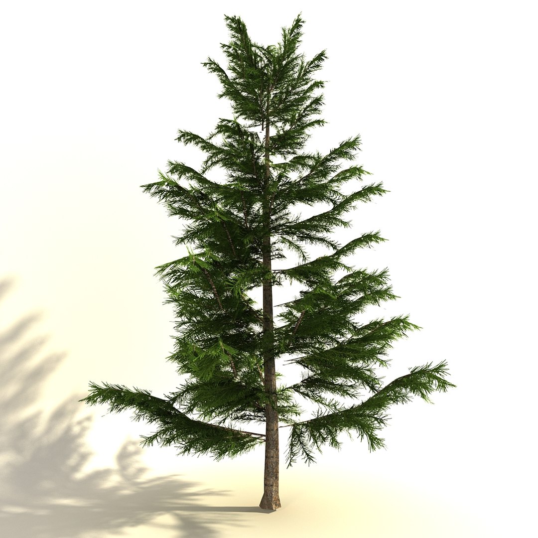 Max Set Pine Trees Polygonal