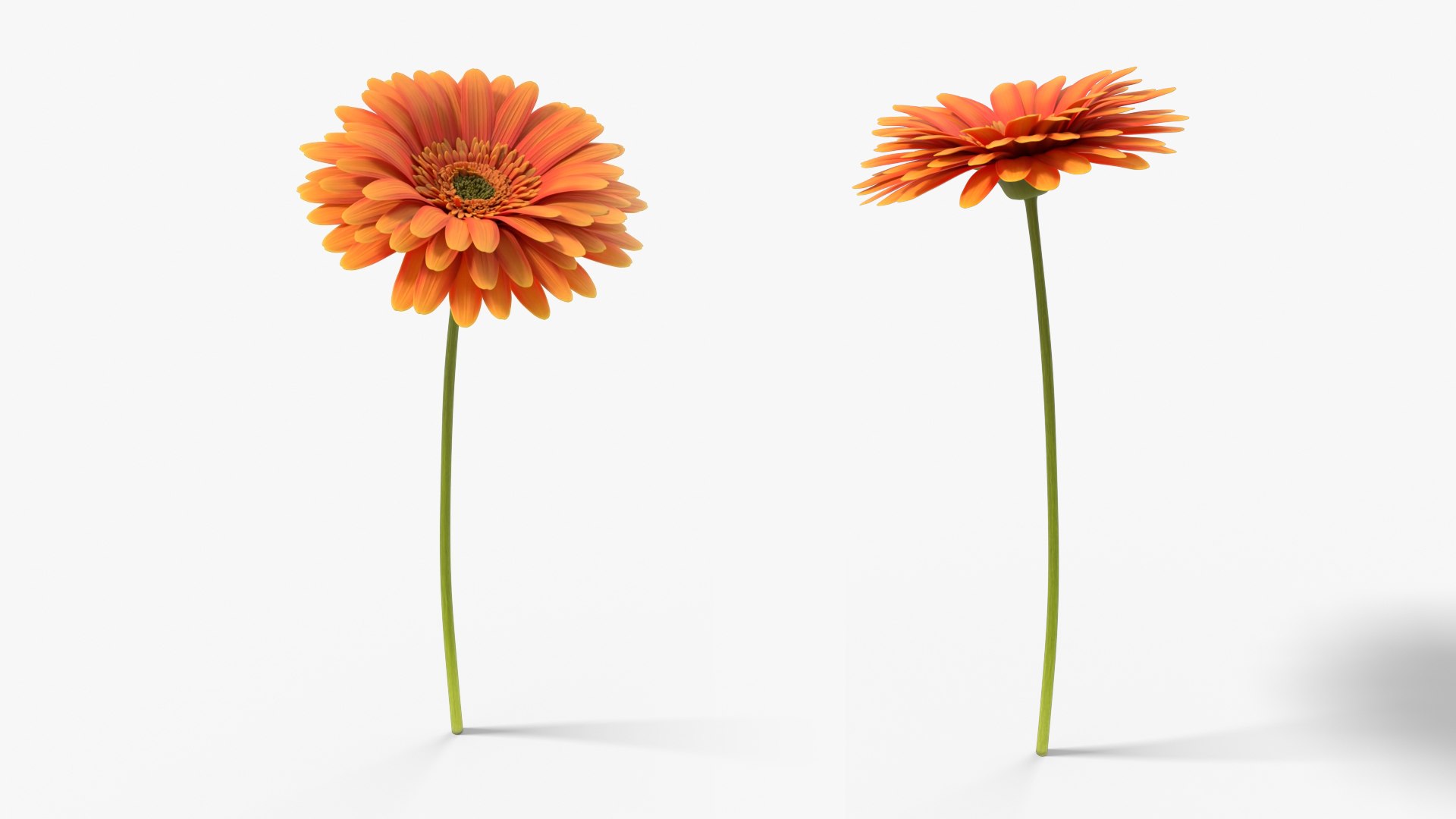 Gerbera Flower Plant Rigged For Blender 3D - TurboSquid 2517174