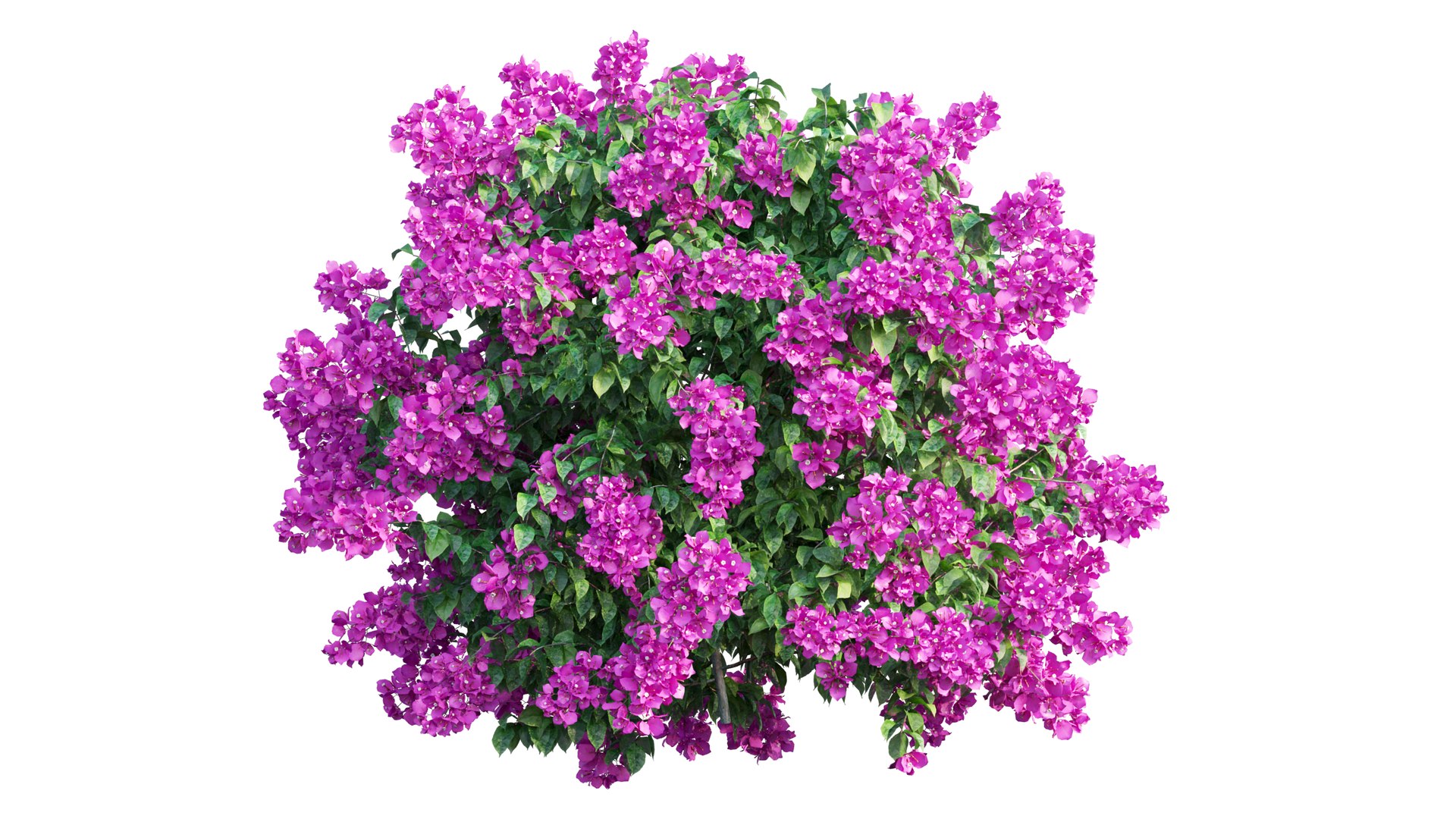 Bougainvillea Plant Set 45 Model - TurboSquid 1982677