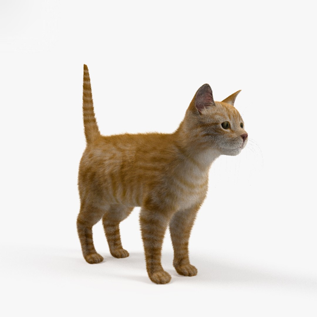 3D cat ginger model - TurboSquid 1362921