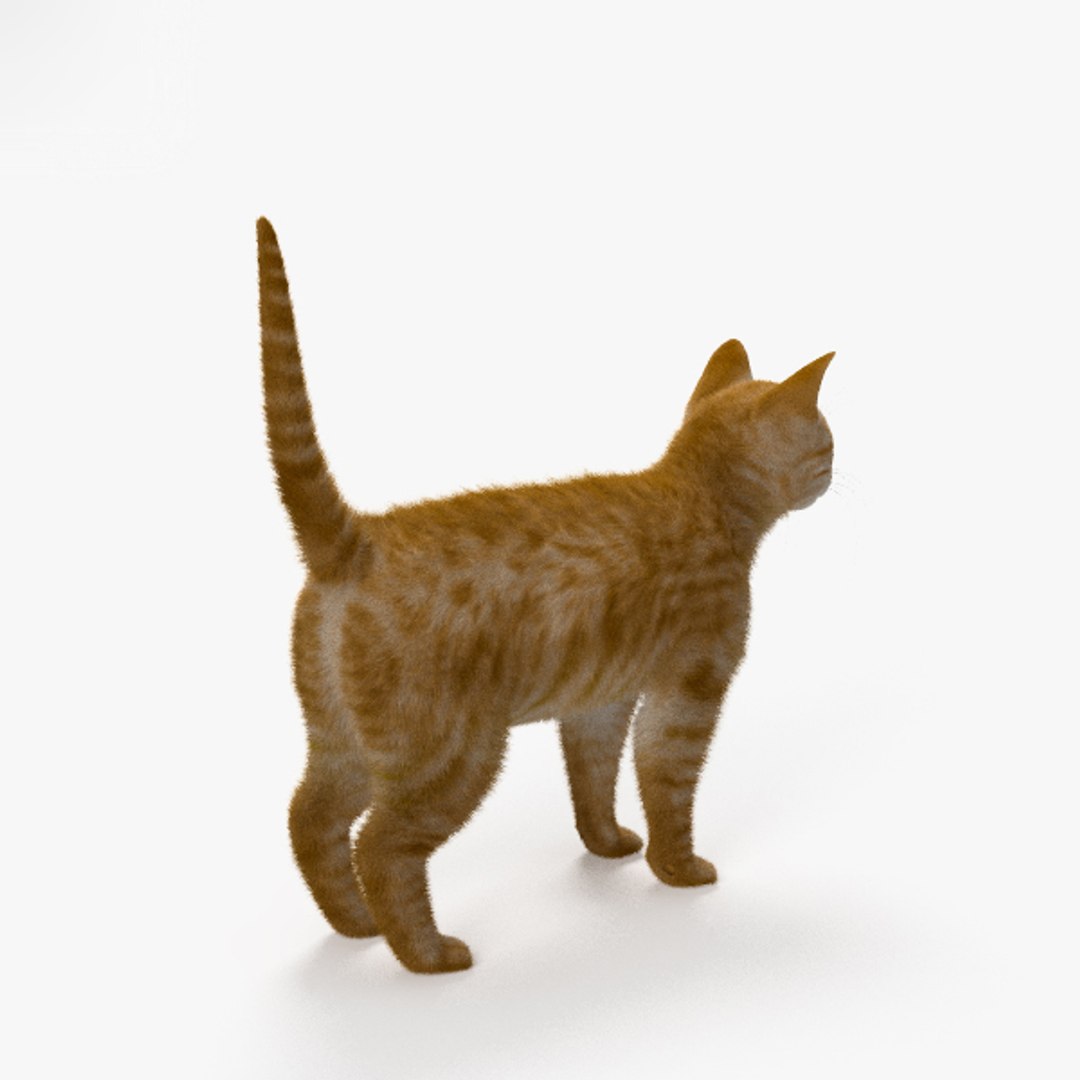 3D cat ginger model - TurboSquid 1362921