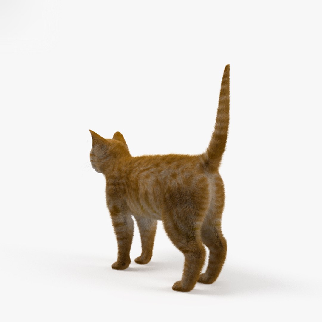 3D cat ginger model - TurboSquid 1362921