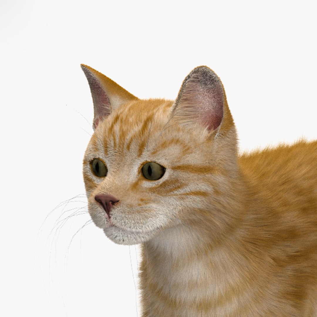 3D cat ginger model - TurboSquid 1362921