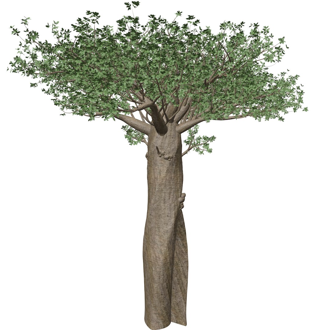 Madagascan Baobab Tree - 10 - 3D Model - TurboSquid 2377159