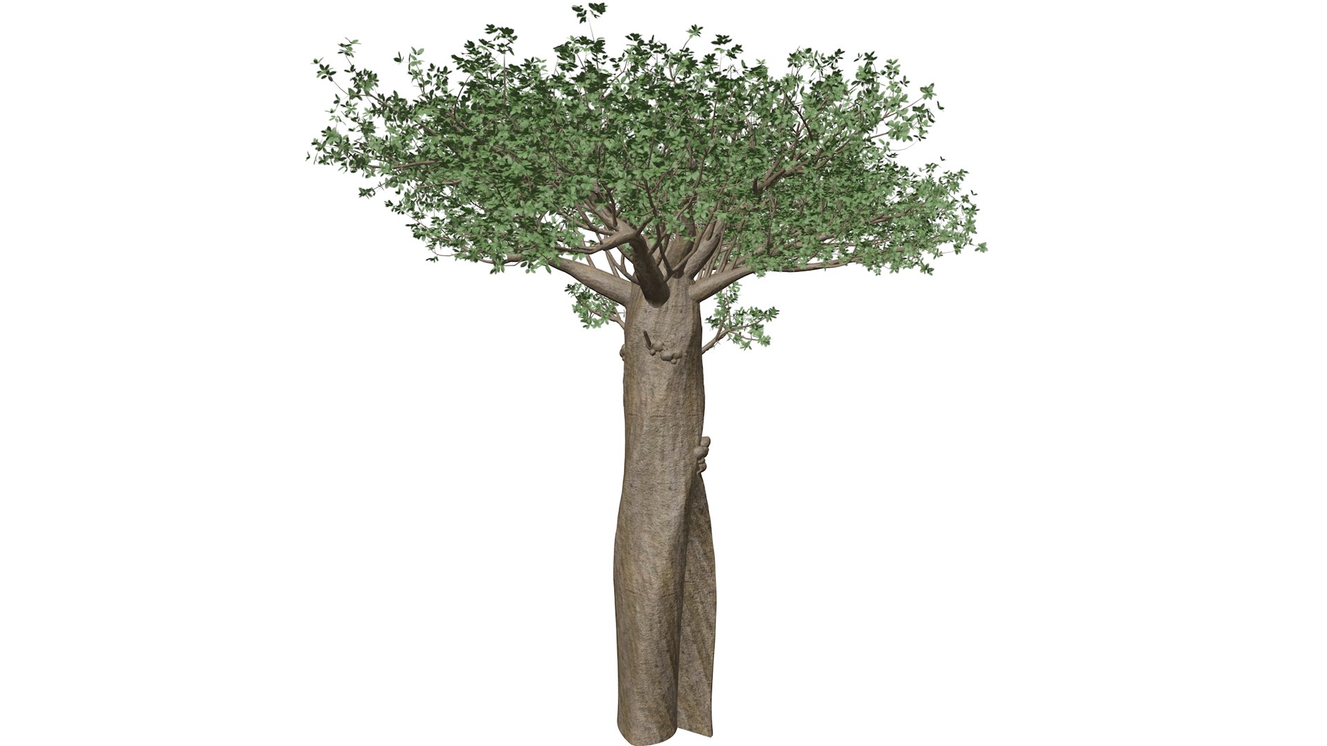 Madagascan Baobab Tree - 10 - 3D Model - TurboSquid 2377159