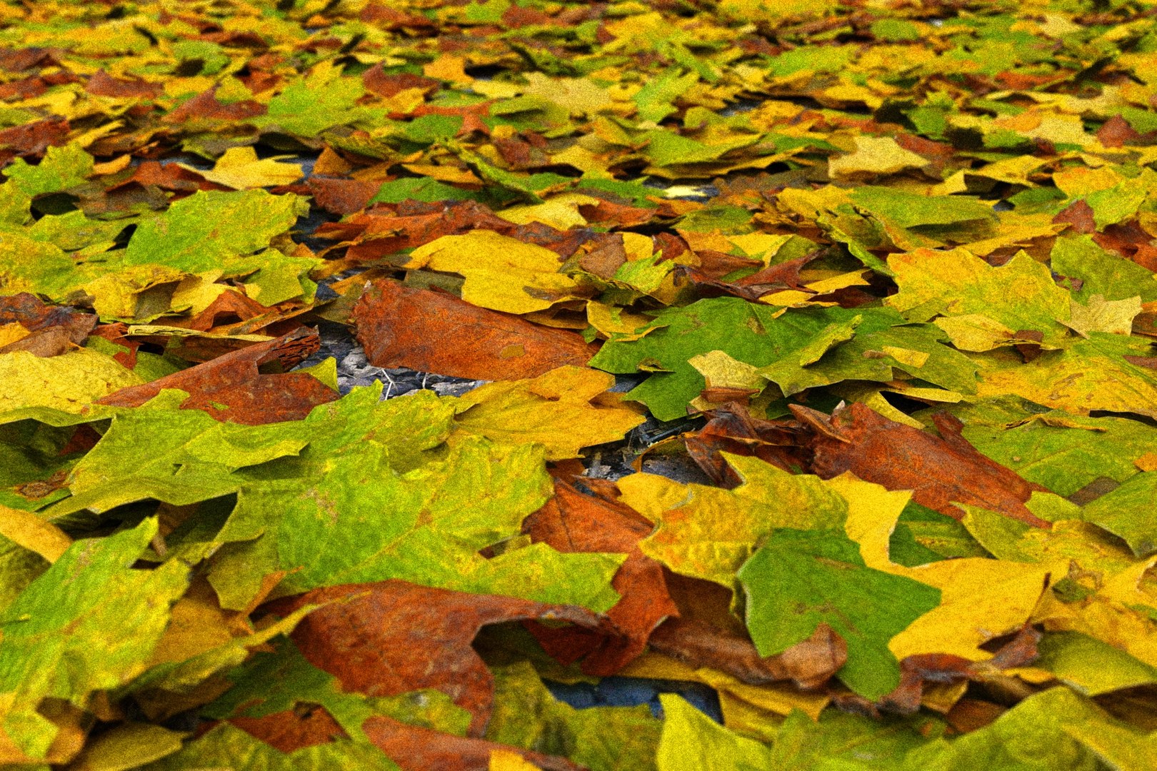 3D Model Autumnal Soil Hd - TurboSquid 1341892