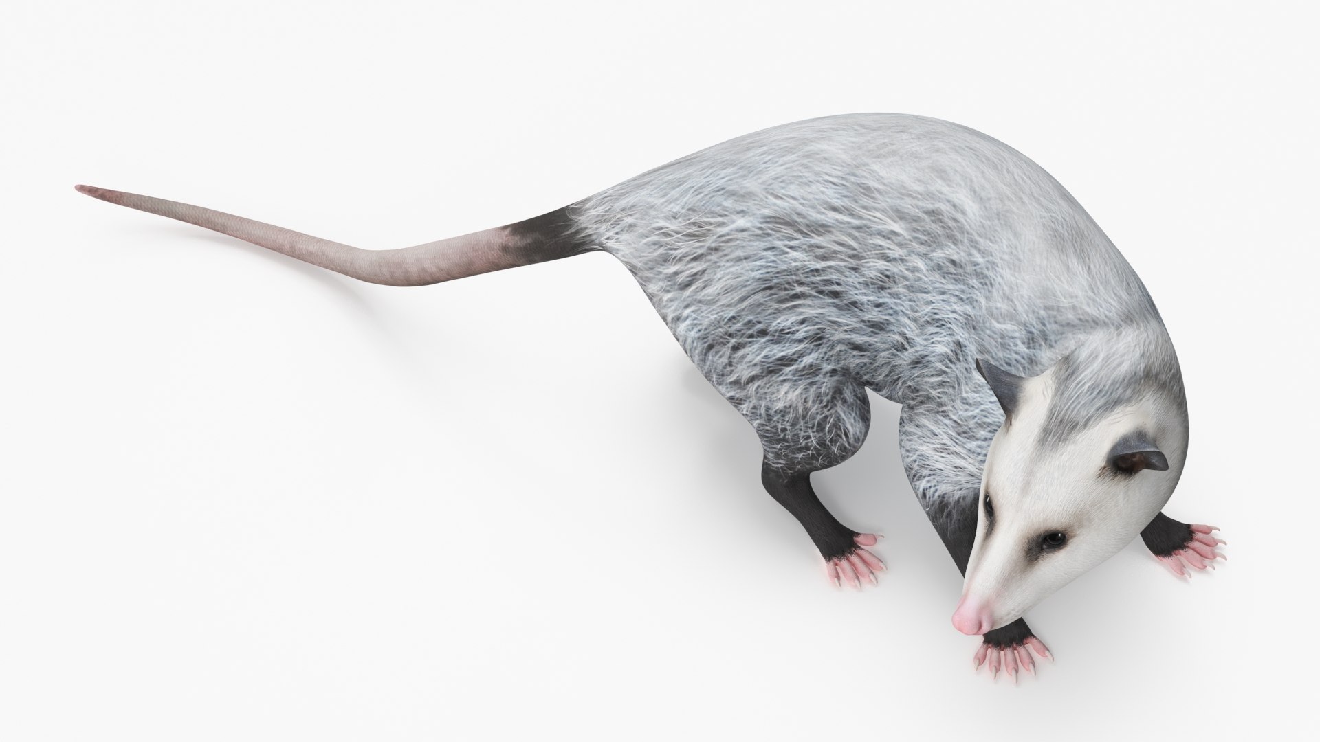 3D Opossum In Standing Pose - TurboSquid 2402460