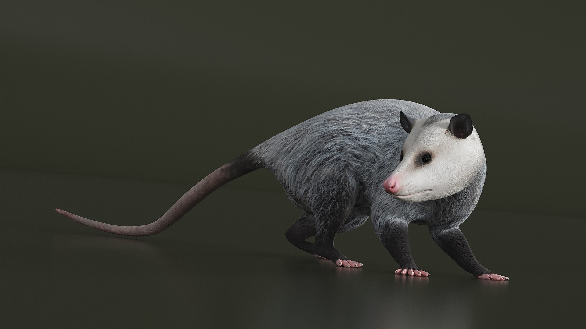 3D Opossum In Standing Pose - TurboSquid 2402460