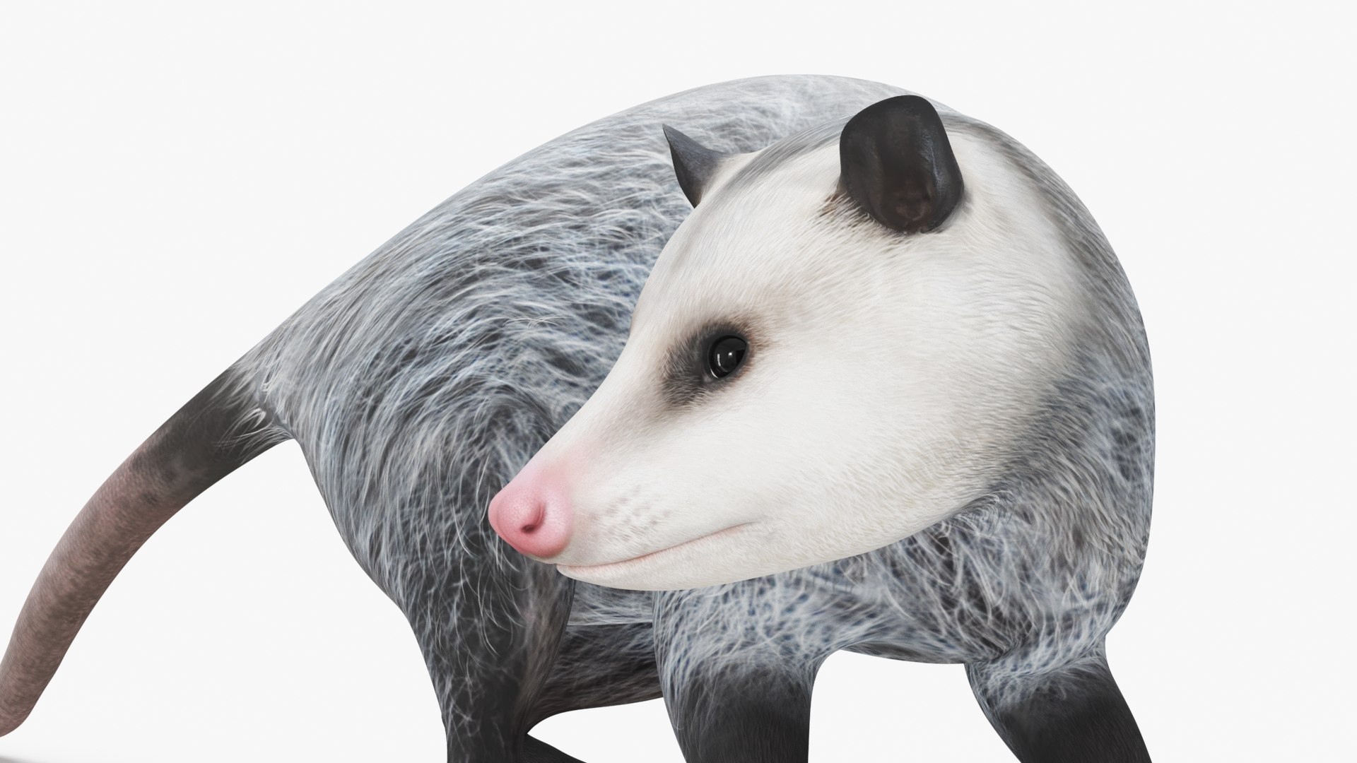 3D Opossum In Standing Pose - TurboSquid 2402460