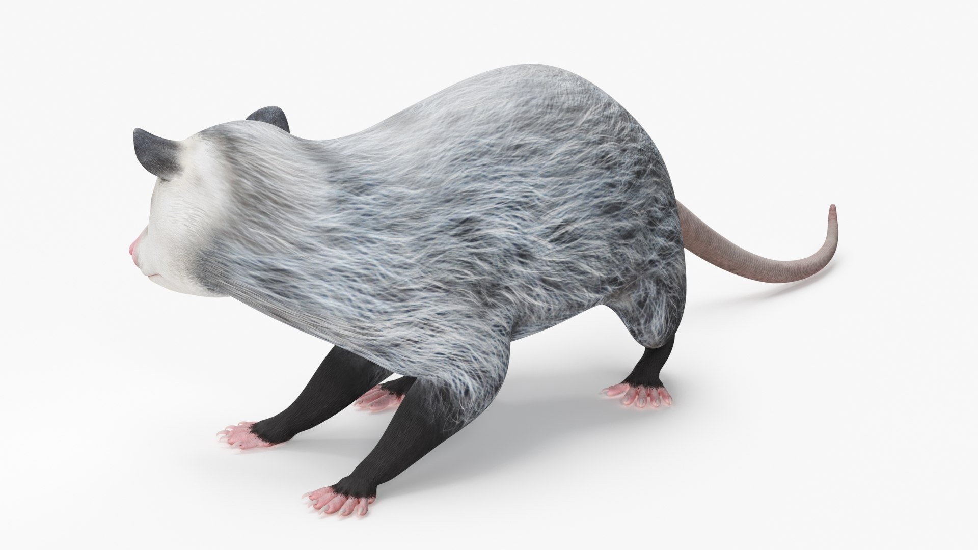 3D Opossum In Standing Pose - TurboSquid 2402460