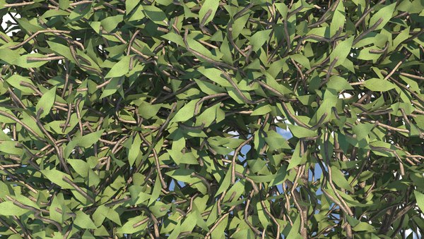 Realistic apple tree 3D - TurboSquid 1674430