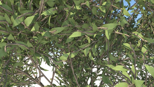 Realistic apple tree 3D - TurboSquid 1674430