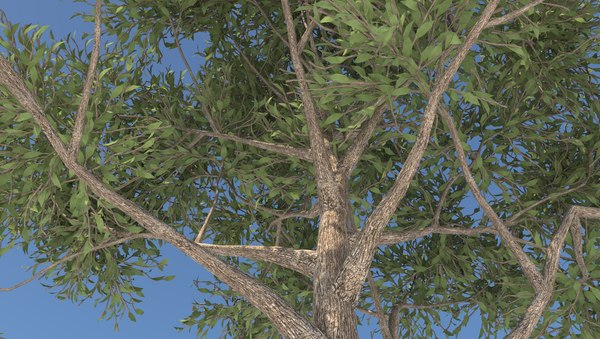 Realistic apple tree 3D - TurboSquid 1674430