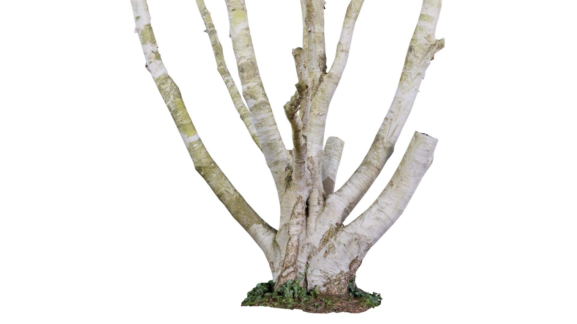 3D Paper Bark Tree Trunk Remastered Model - TurboSquid 2363169