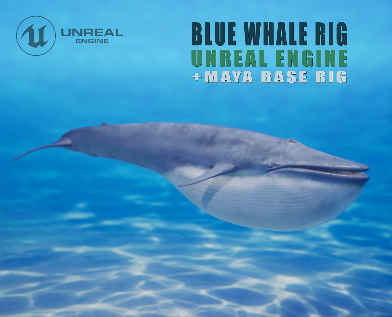 3D Blue Whale Rig UNREAL Project Plus Maya Base Rig Model - TurboSquid ...