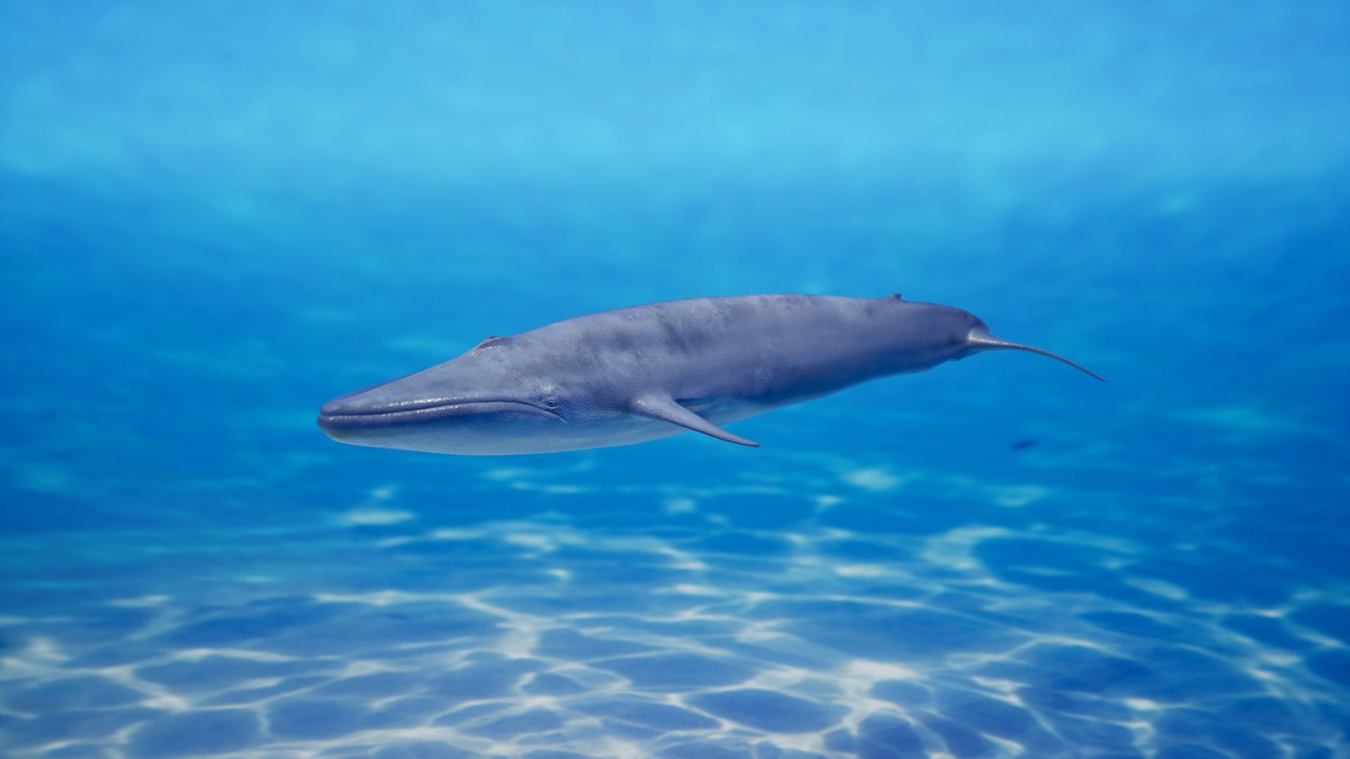 3D Blue Whale Rig UNREAL Project Plus Maya Base Rig Model - TurboSquid ...
