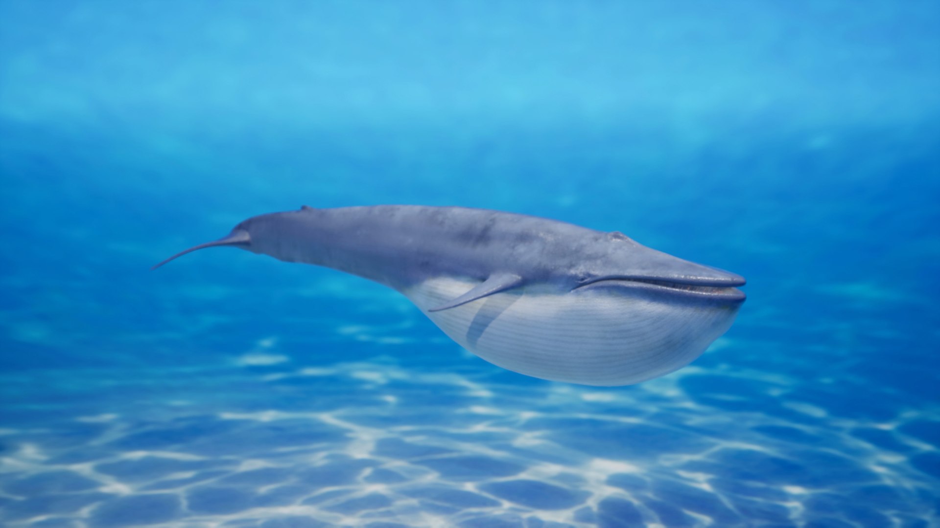 3D Blue Whale Rig UNREAL Project Plus Maya Base Rig Model - TurboSquid ...