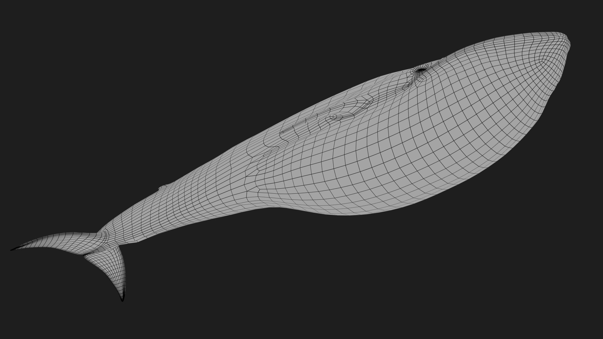 3D Blue Whale Rig UNREAL Project Plus Maya Base Rig Model - TurboSquid ...