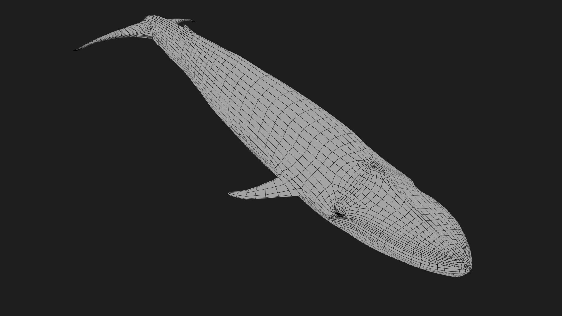 3D Blue Whale Rig UNREAL Project Plus Maya Base Rig Model - TurboSquid ...
