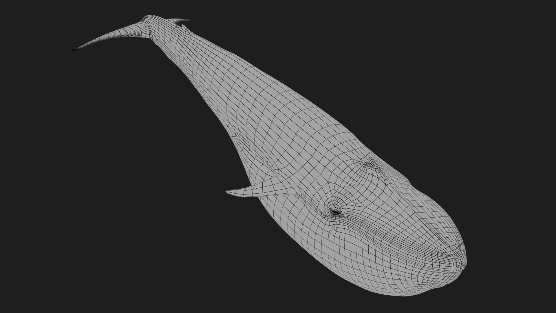 3D Blue Whale Rig UNREAL Project Plus Maya Base Rig Model - TurboSquid ...