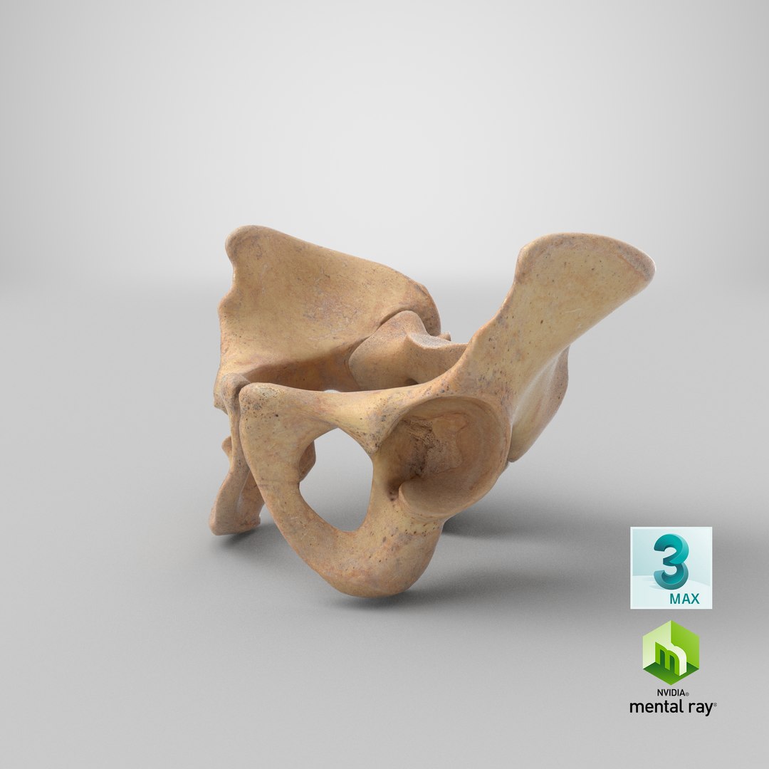 Human Pelvis Sacrum Ilium 3D - TurboSquid 1454422