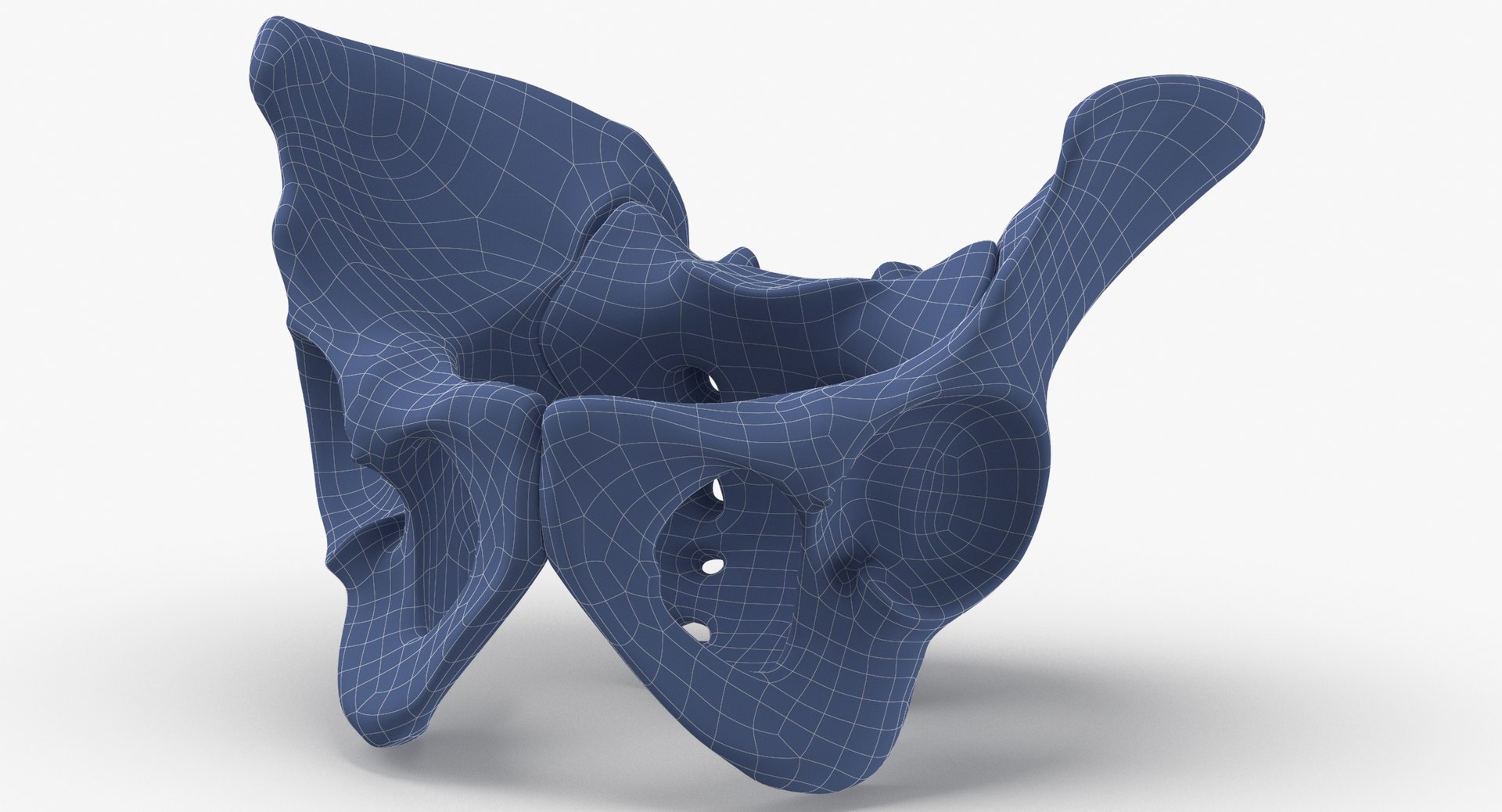 Human Pelvis Sacrum Ilium 3D - TurboSquid 1454422
