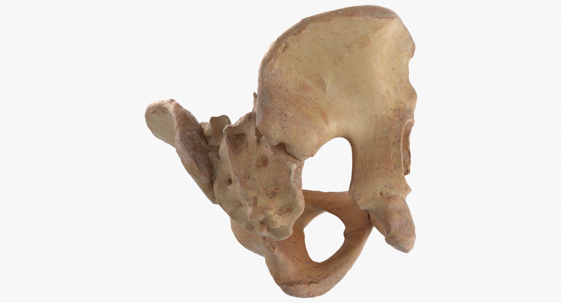 Human Pelvis Sacrum Ilium 3D - TurboSquid 1454422
