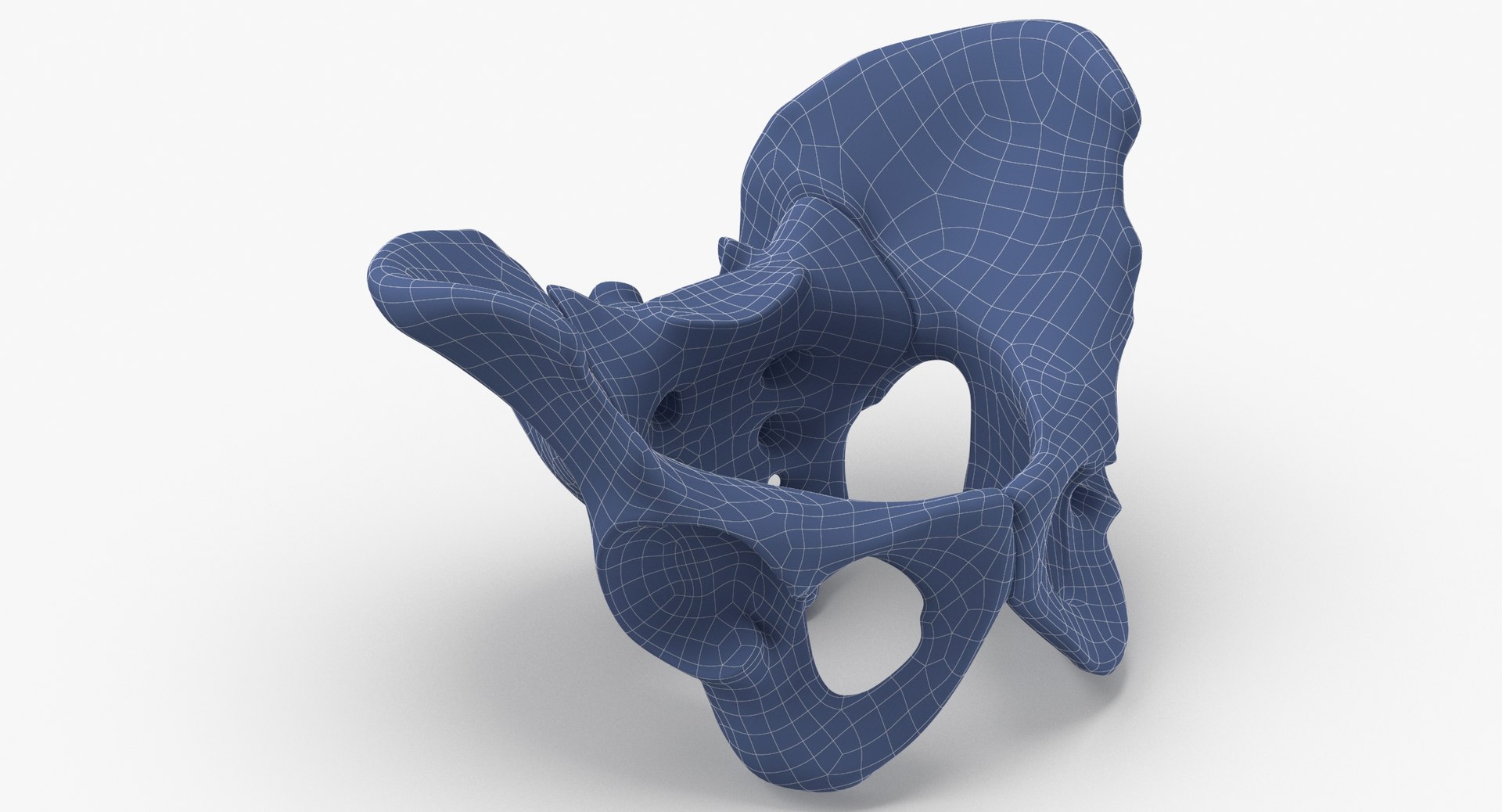 Human Pelvis Sacrum Ilium 3D - TurboSquid 1454422