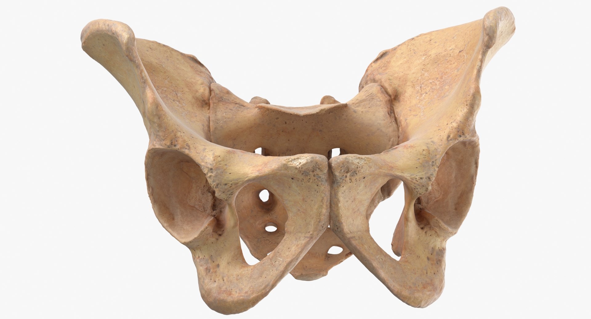 Human Pelvis Sacrum Ilium 3D - TurboSquid 1454422