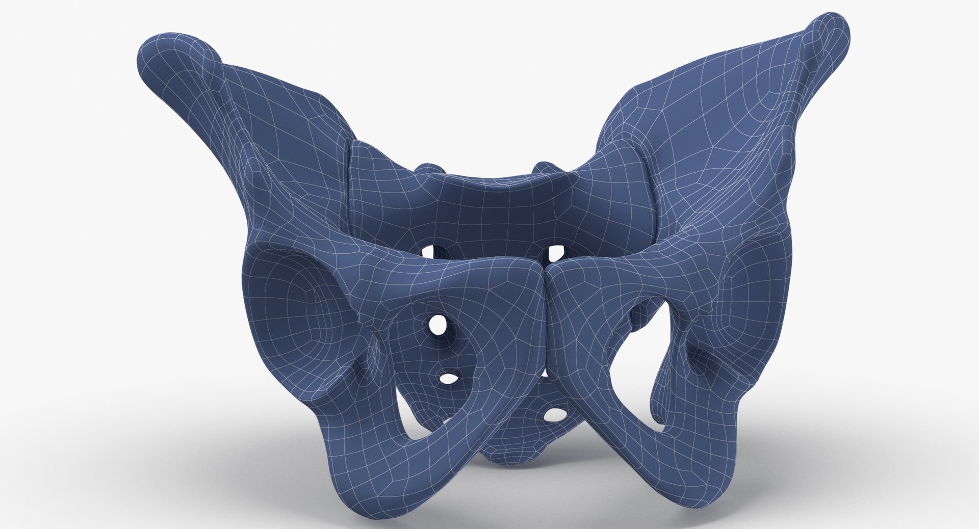 Human Pelvis Sacrum Ilium 3D - TurboSquid 1454422