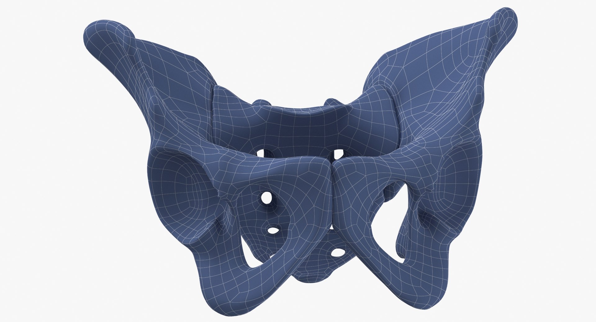 Human Pelvis Sacrum Ilium 3D - TurboSquid 1454422