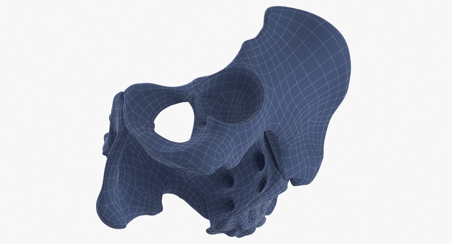 Human Pelvis Sacrum Ilium 3D - TurboSquid 1454422