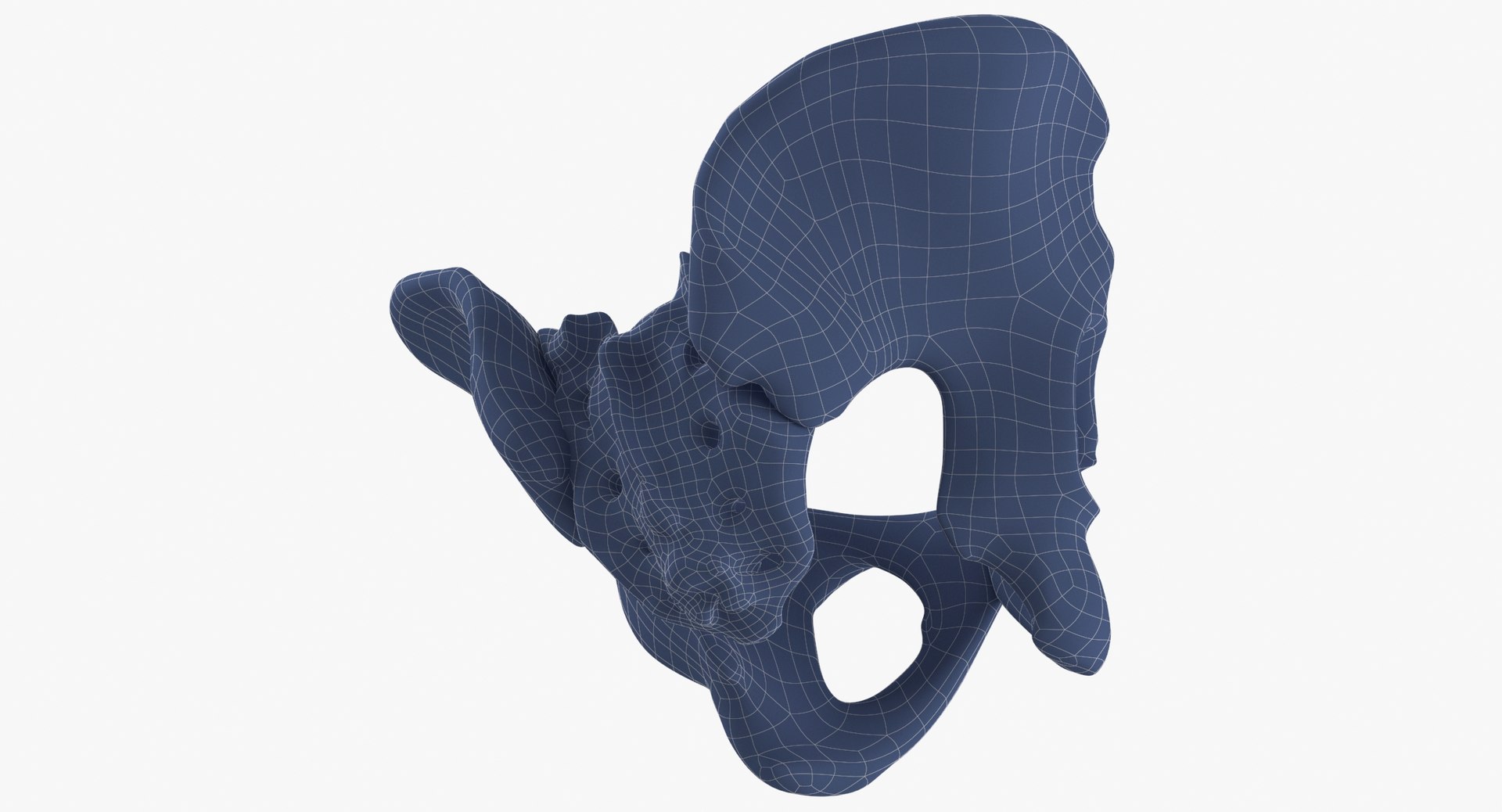 Human Pelvis Sacrum Ilium 3D - TurboSquid 1454422