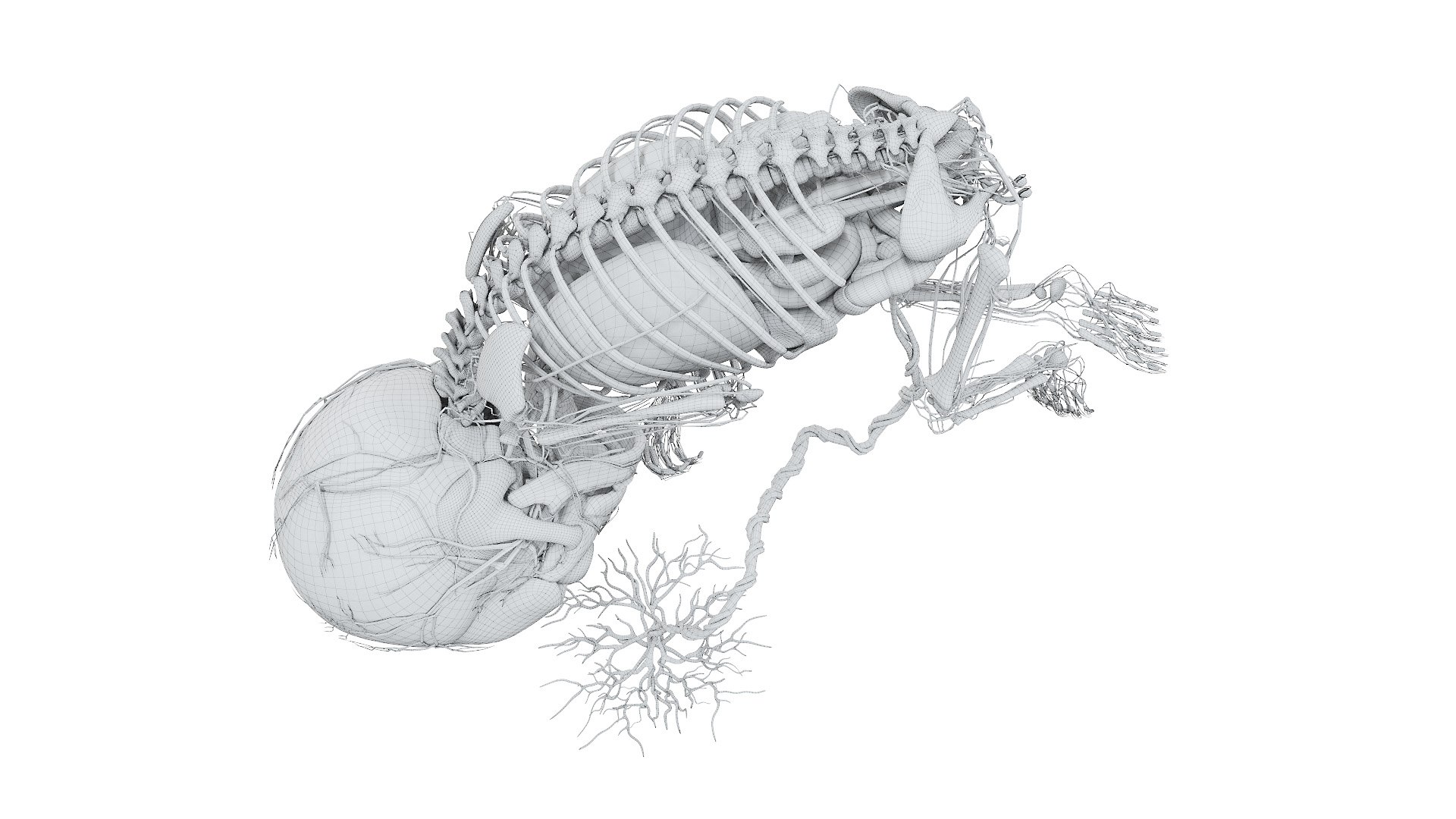 3D Fetus Anatomy Week 27 Static model - TurboSquid 1836213