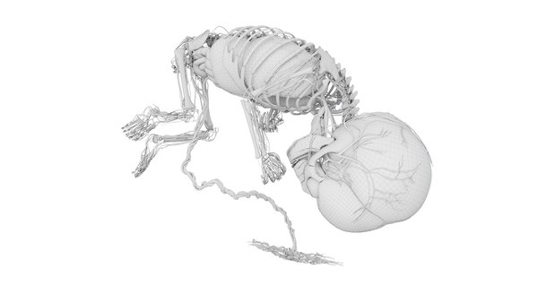 3D Fetus Anatomy Week 27 Static model - TurboSquid 1836213