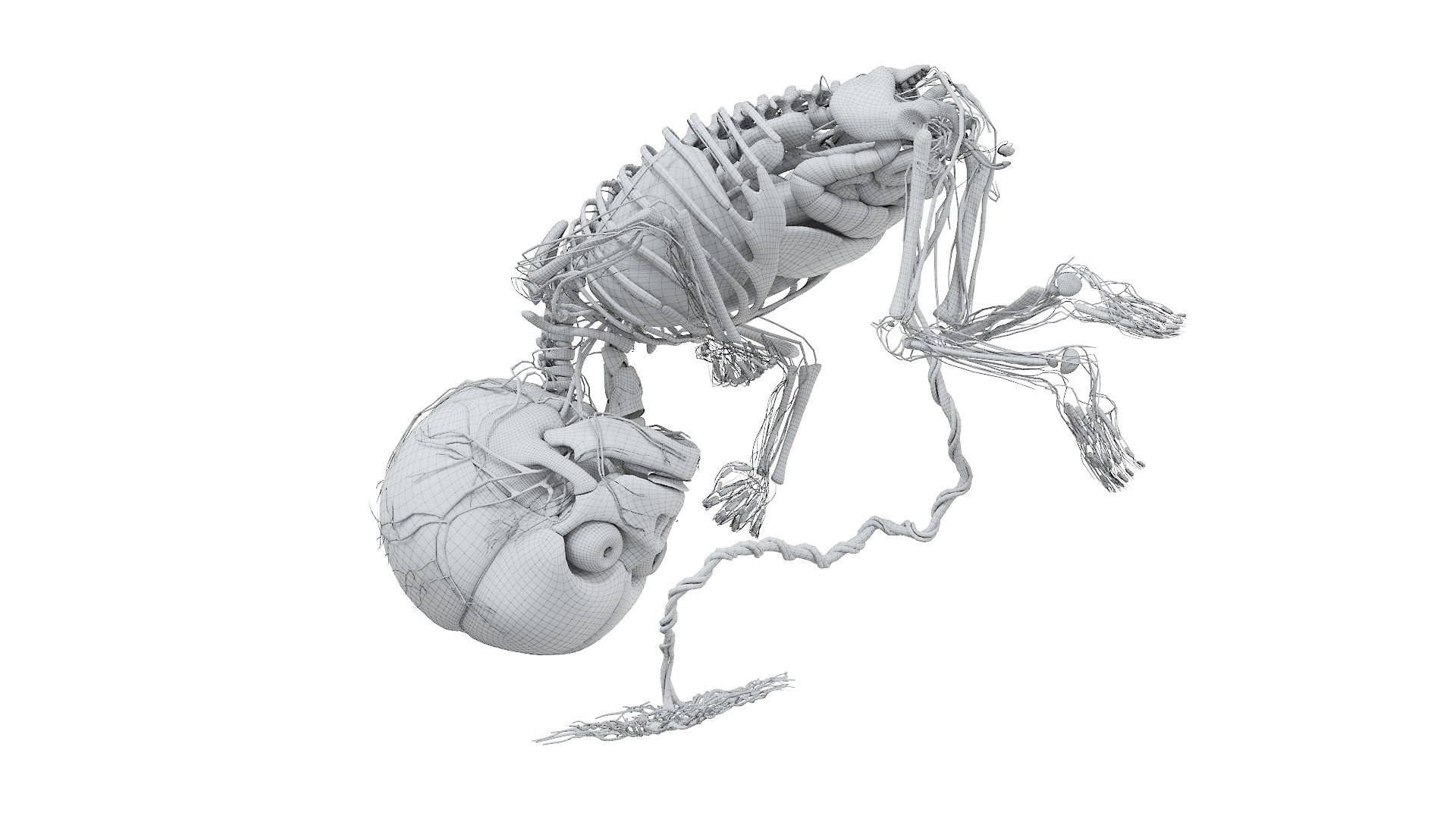 3D Fetus Anatomy Week 27 Static model - TurboSquid 1836213