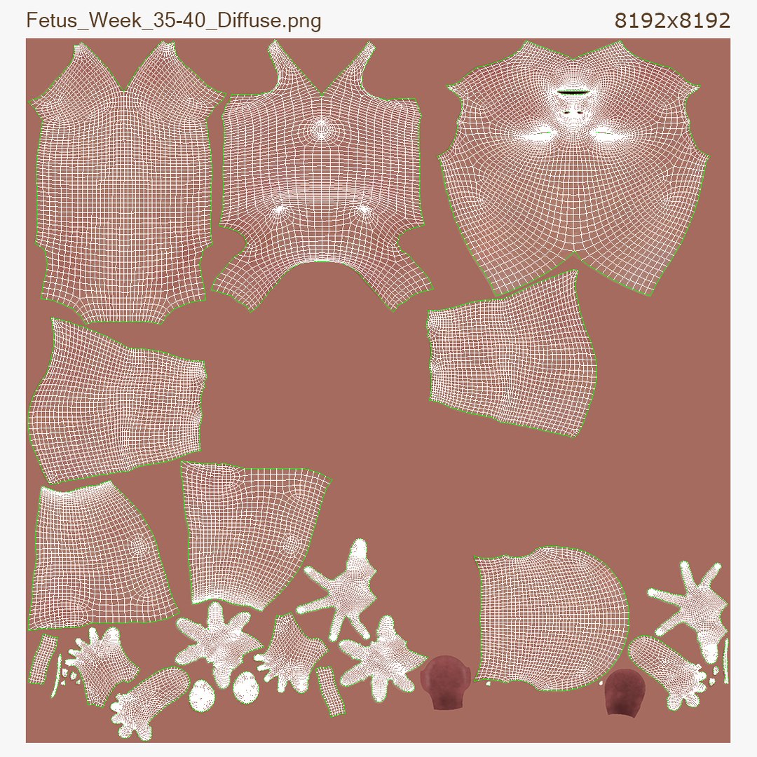 3D Fetus Anatomy Week 27 Static model - TurboSquid 1836213