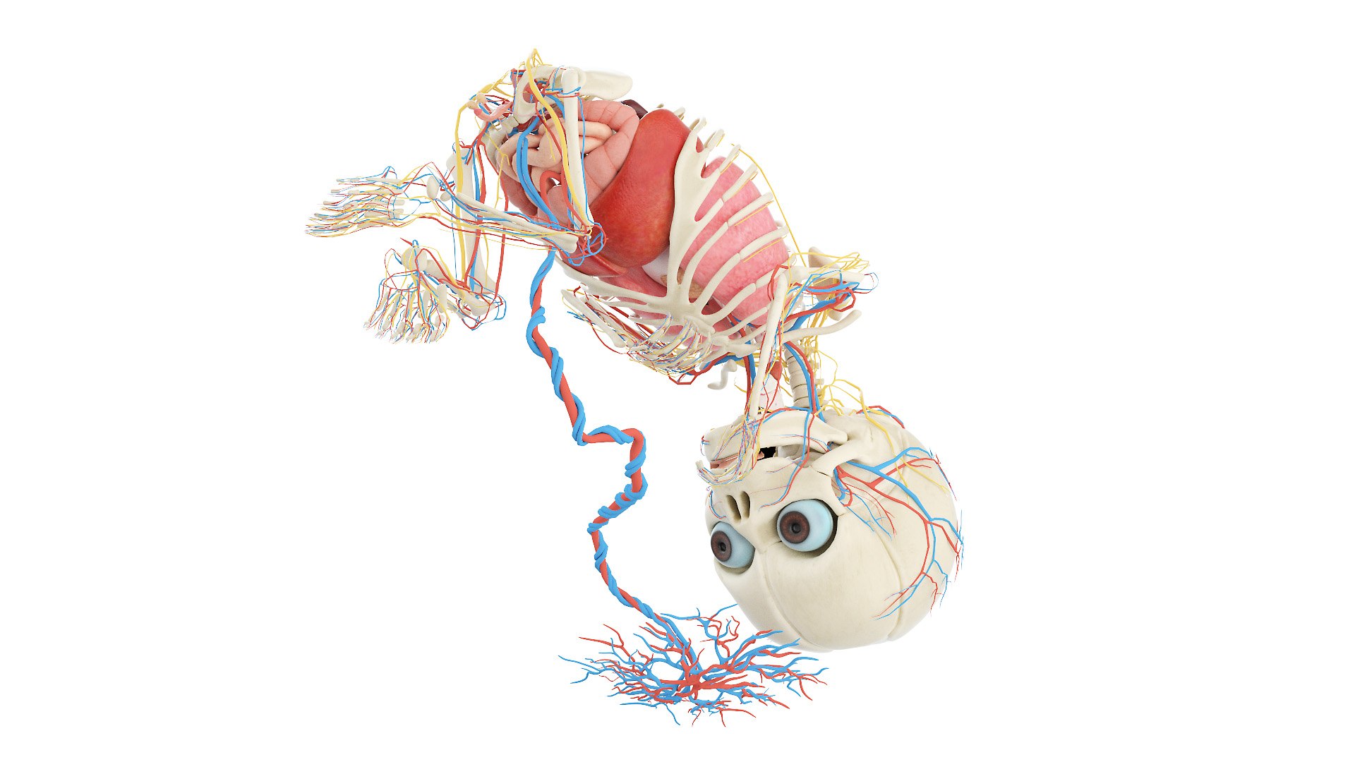 3D Fetus Anatomy Week 27 Static model - TurboSquid 1836213