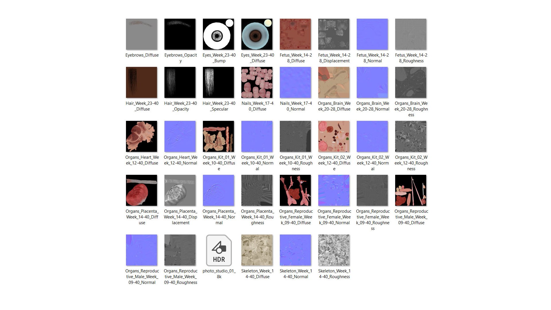 3D Fetus Anatomy Week 27 Static model - TurboSquid 1836213