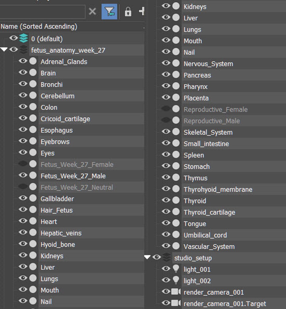 3D Fetus Anatomy Week 27 Static model - TurboSquid 1836213