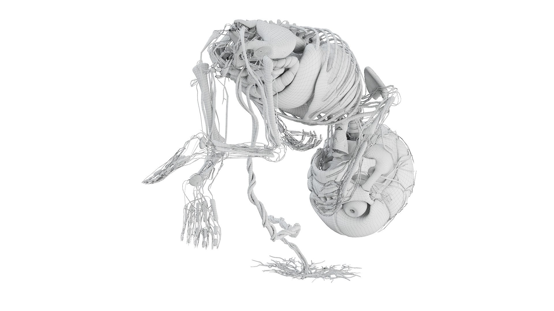 3D Fetus Anatomy Week 27 Static model - TurboSquid 1836213