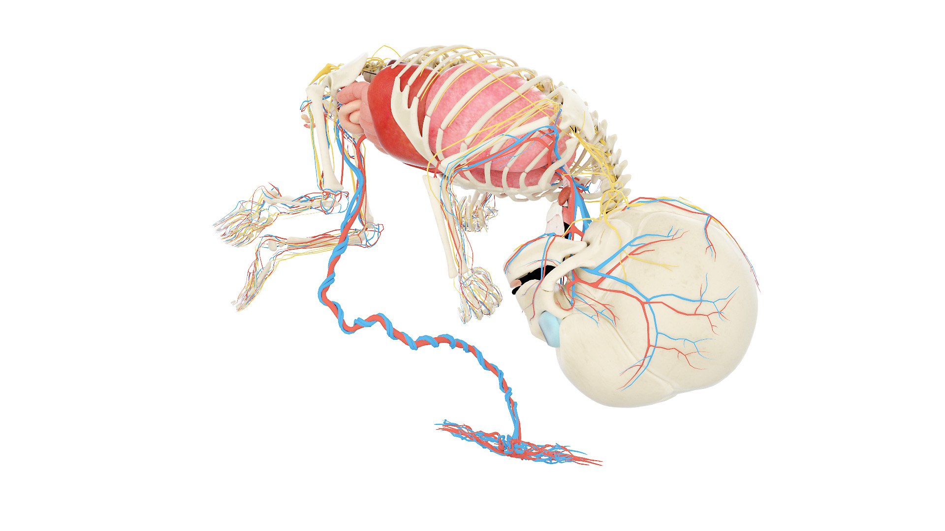 3D Fetus Anatomy Week 27 Static model - TurboSquid 1836213